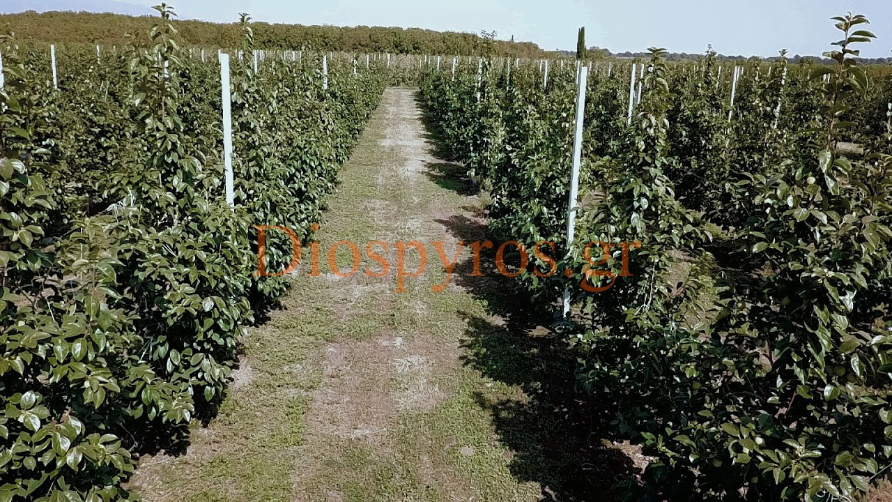 Rojo Brillante Diospyros kaki persimmon trees - farm in Greece ...