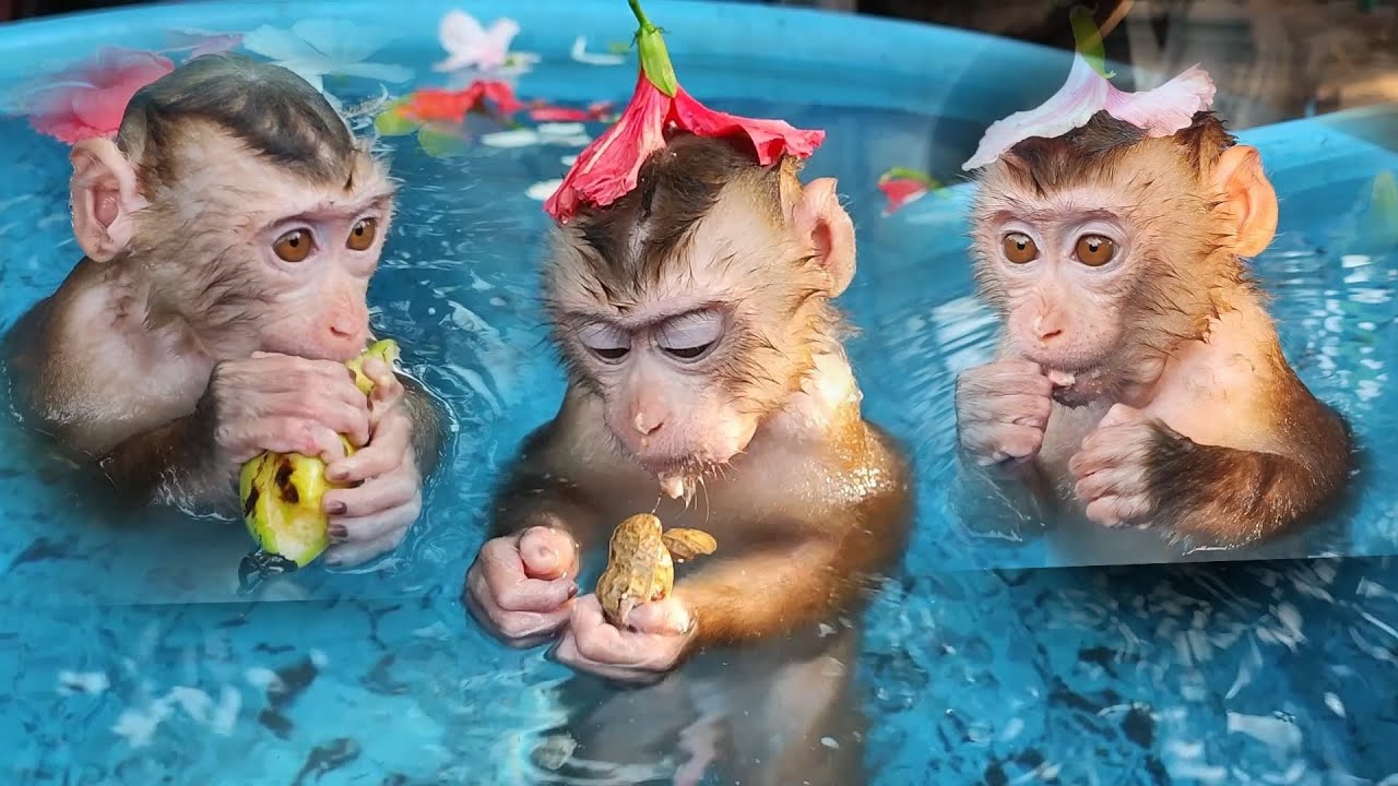 he very happy #animals #monkey #shortsvideo - YouTube