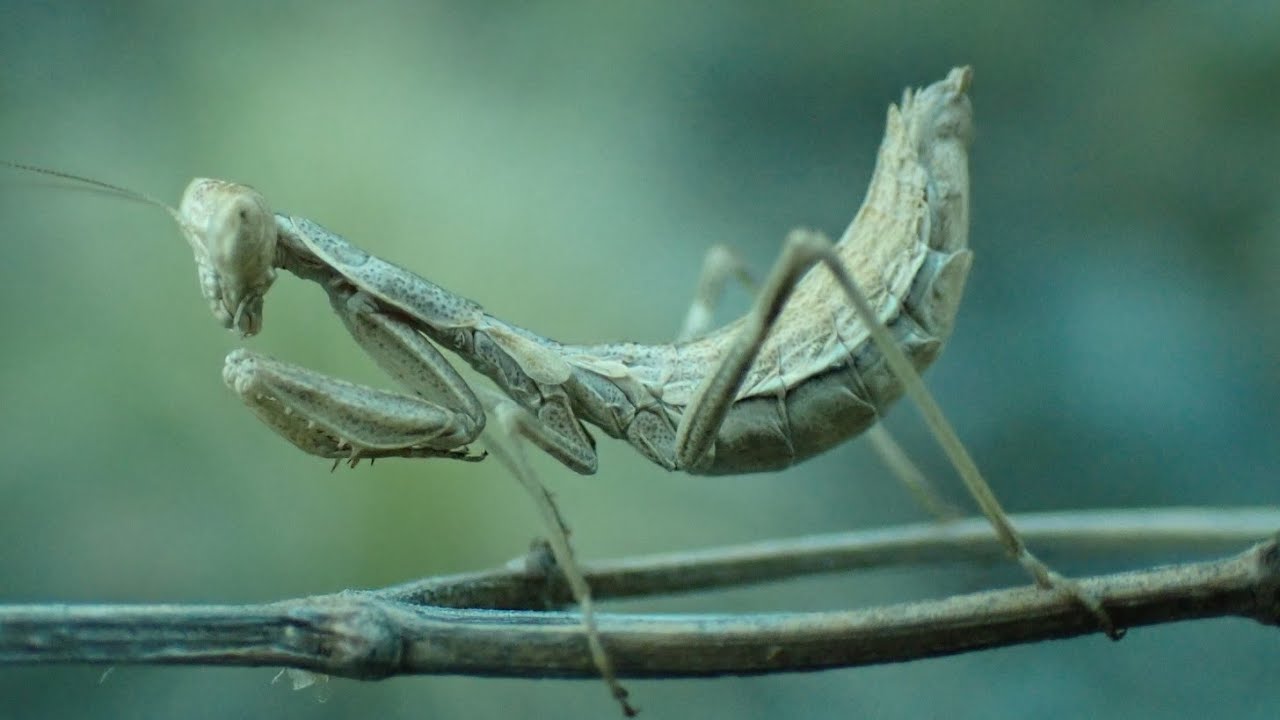 Canary Dwarf Mantis (Pseudoyersinia canariensis) - YouTube