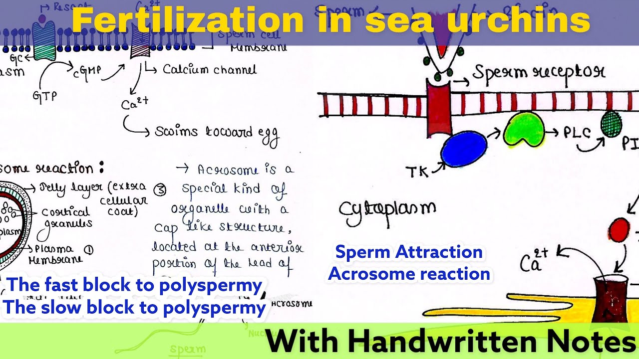 Fertilization in Sea urchins | External fertilization | Full lecture ...