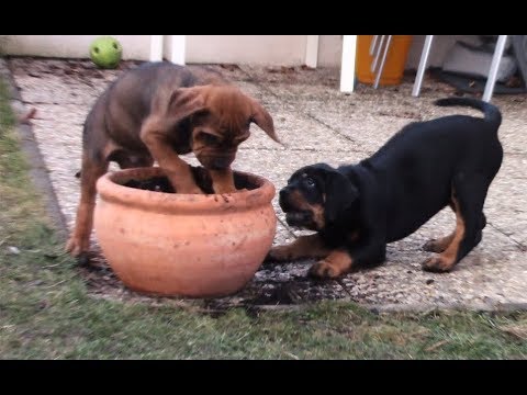 Rottweiler X Rhodesian Ridgeback Puppies at 7 to 10 weeks old - YouTube