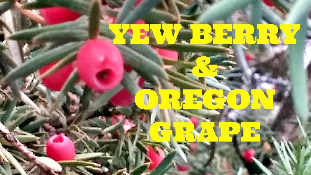 Yew Berry & Oregon Grape Review - Weird Fruit Explorer Ep. 124 - YouTube