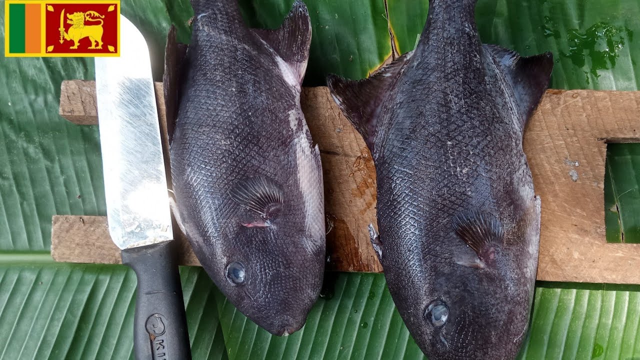 fishing | pothubari | fish muhudu kukula 🇱🇰 | මුහුද කුකුලා |管理鱼 | إدارة ...
