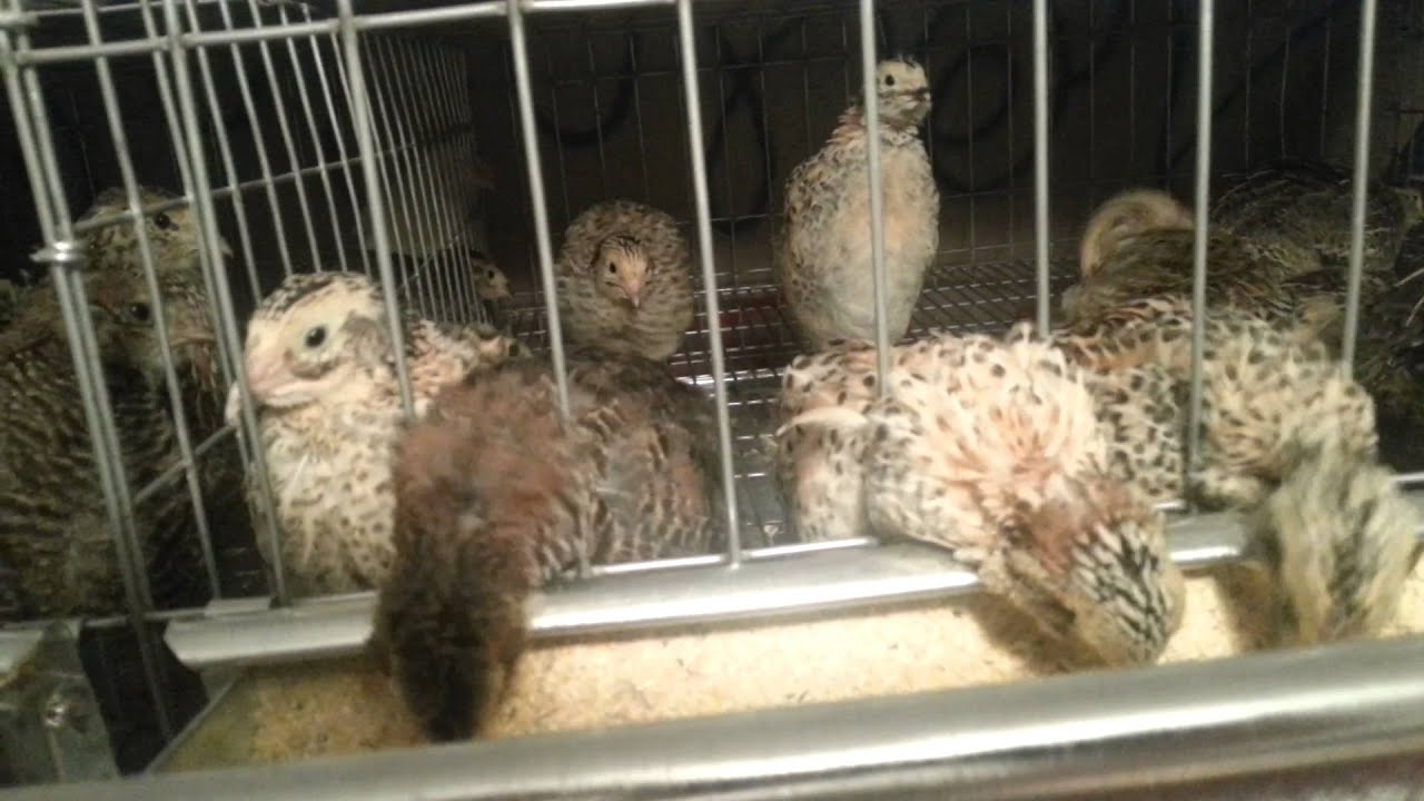 Pui de prepelita de 3 saptamani - ALIBEN puisor - YouTube