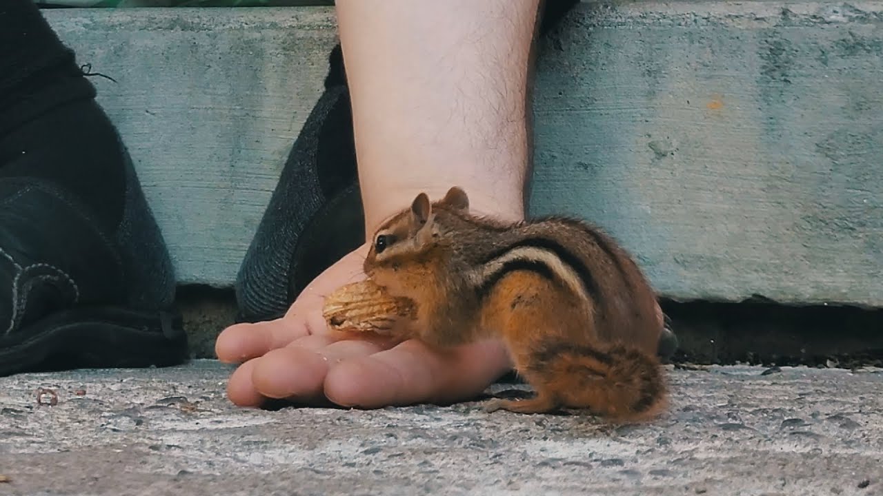 Cute Little Chester the Chipmunk is a Very Quick Learner - YouTube