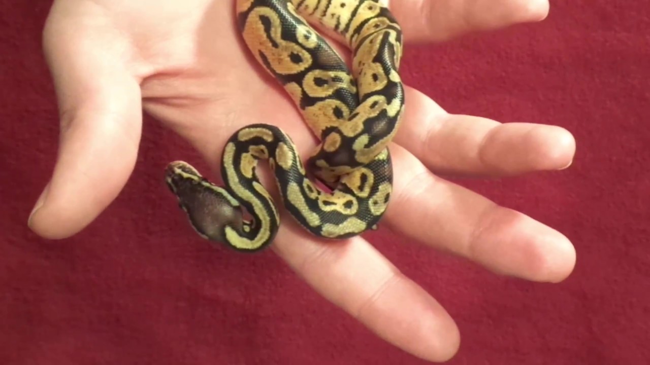 What Is The Spider Ball Python Wobble And Should You Force Feed A Ball What Is The Spider Ball Python Wobble And Should You Force Feed A Ball