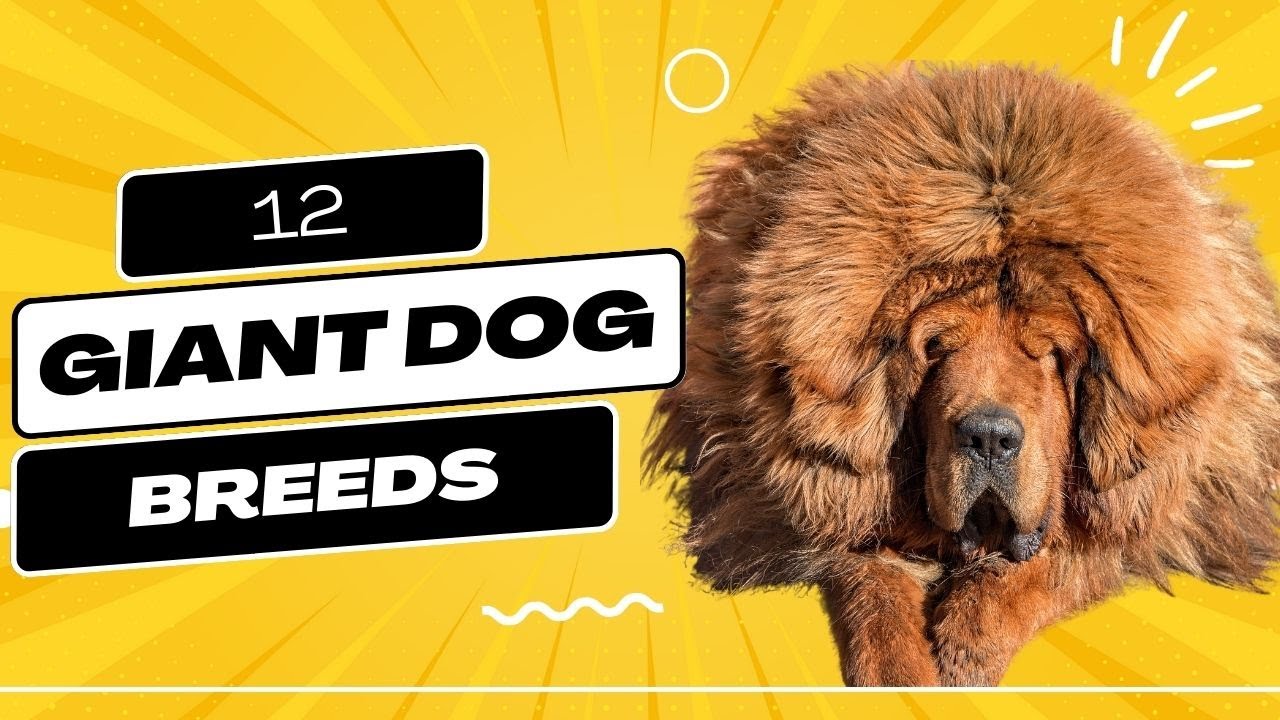 Discover the 12 giant dog breeds that make the best pets - YouTube