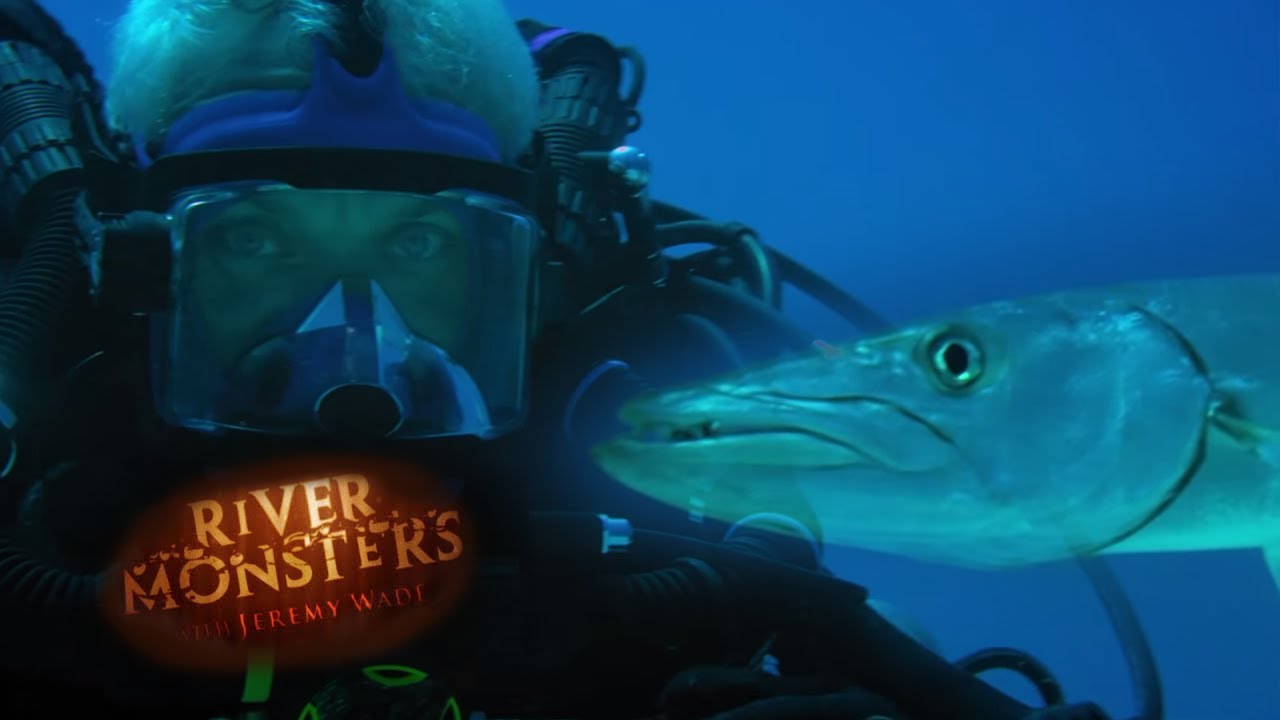 Diving With Vicious Barracuda! | BARRACUDA | River Monsters - YouTube