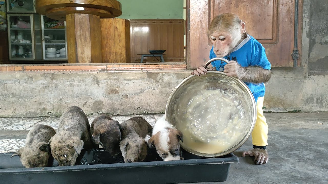 KUKU is a qualified mother of puppies - YouTube
