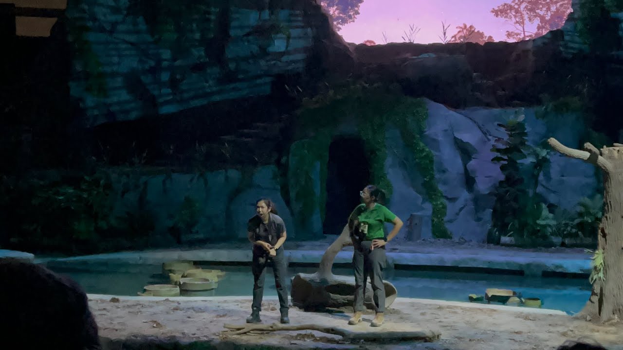 [Singapore] Night safari Amphitheatre “Creatures of the Night” 新加坡夜間動物園 ...