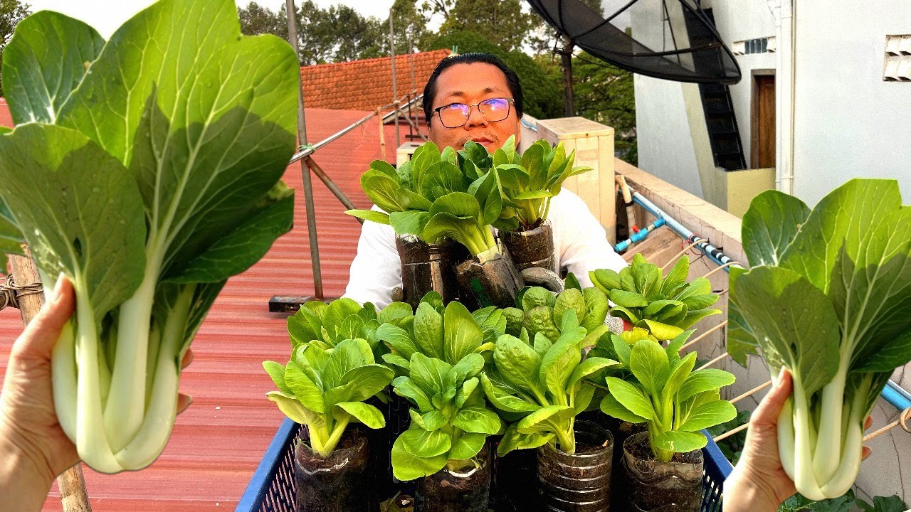 How To Grow Pak Choy From Seeds On Roof Top, Growing Bok Choy Without ...