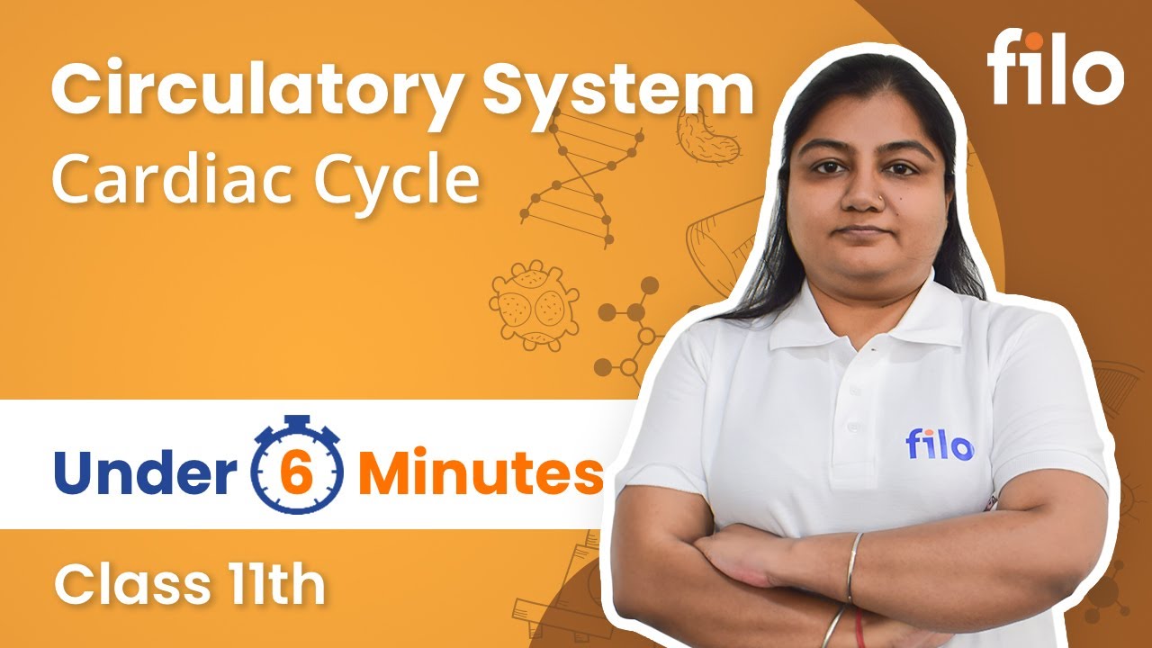 circulatory-system-cardiac-cycle-class-11-under-6-minute-filo
