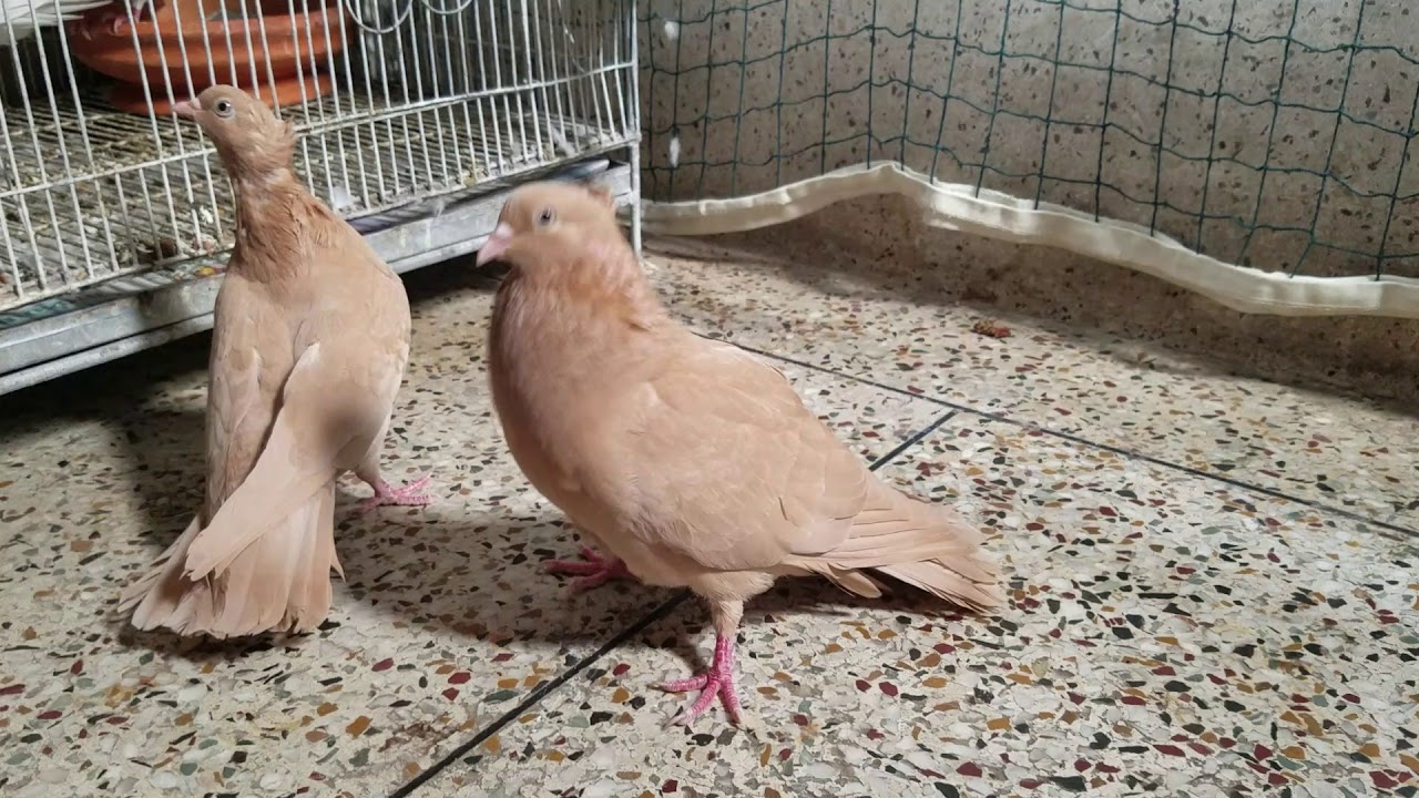 Very Aggressive Male Pigeon In Bangladesh - YouTube