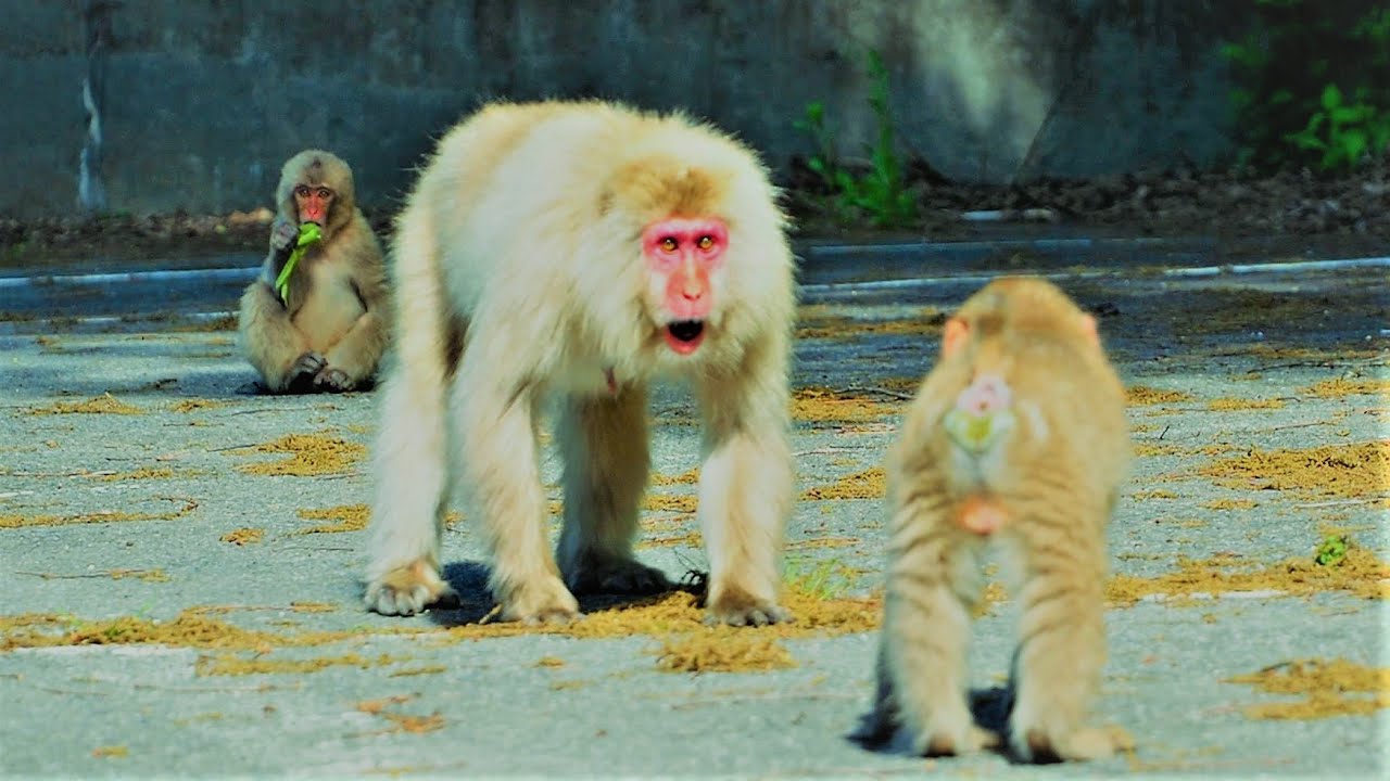 『Seven video moments of Japanese monkeys fighting. Angry monkeys!』 Snow ...