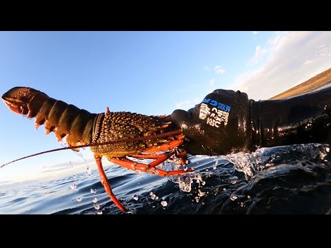 Lobster Diving in Winter NSW || Catch and Cook HUGE Lobsters on the BBQ ...