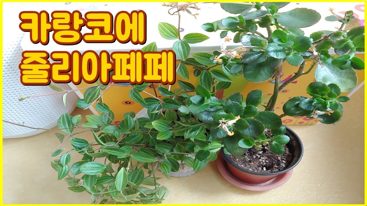 아몬드페페 분갈이 및 카랑코에 공중뿌리 삽목 Kalanchoe pruning aerial roots - YouTube