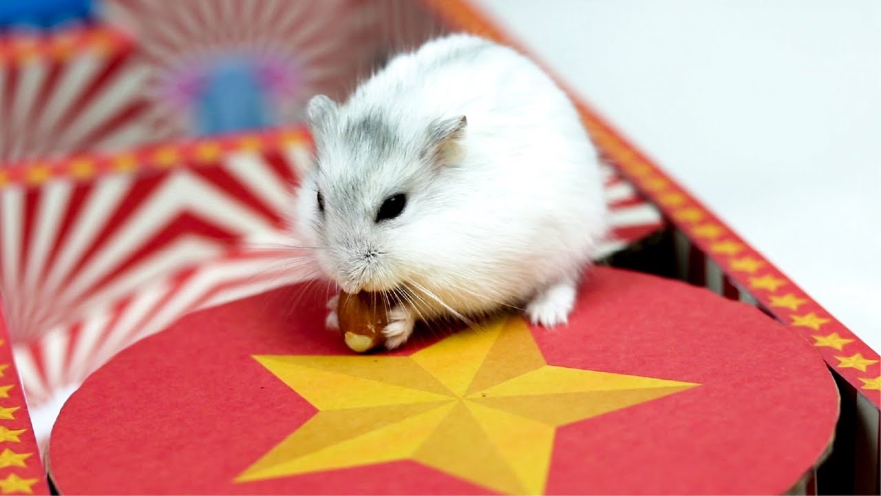 🎪 Circus Maze 🎪 Hamster Labyrinth 🎪 Hamster Escape 🎪 - YouTube