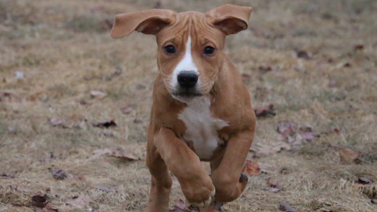 Cutest puppies playing outside - YouTube