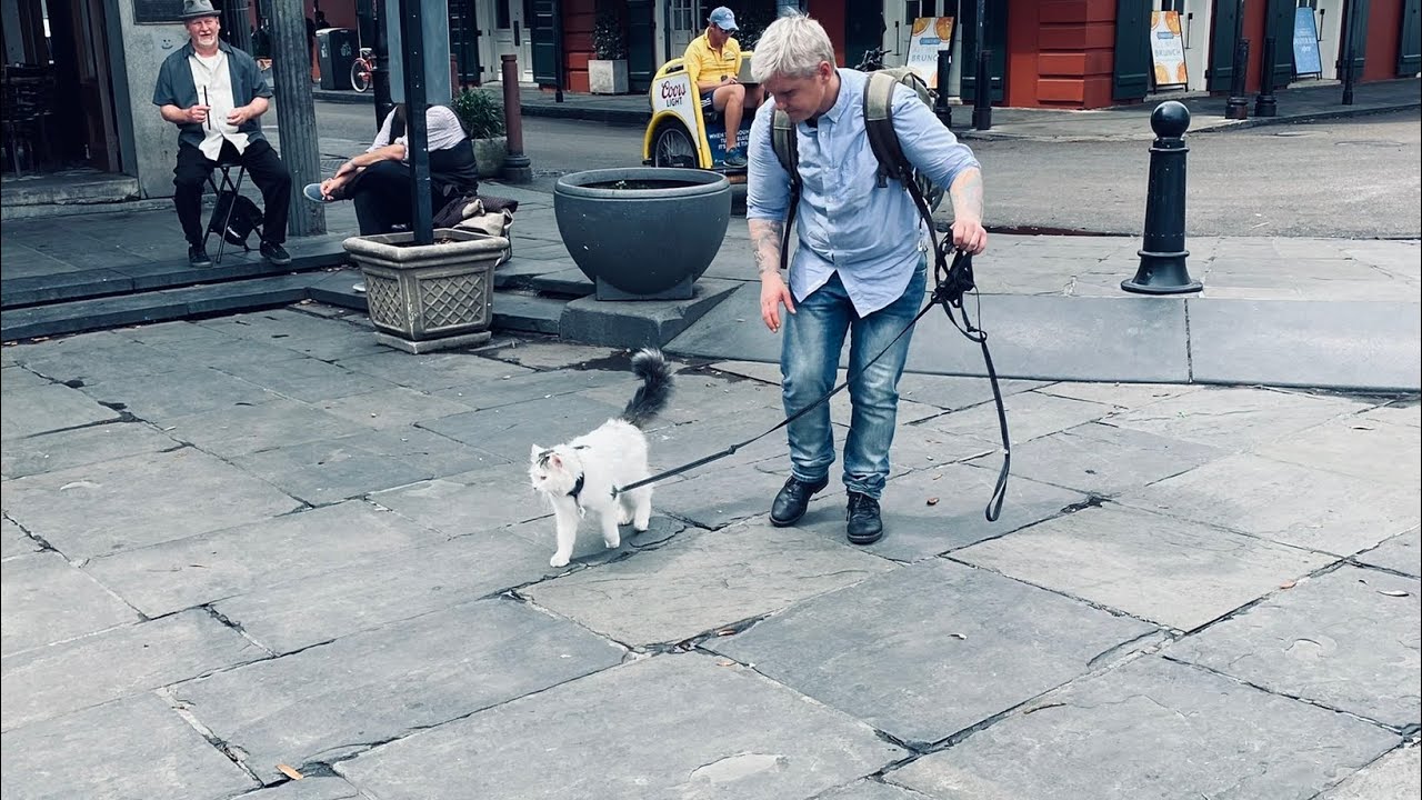 Magic Cat - with Megan Sisk, Animal Intuitive Reading Amazing- Full ...