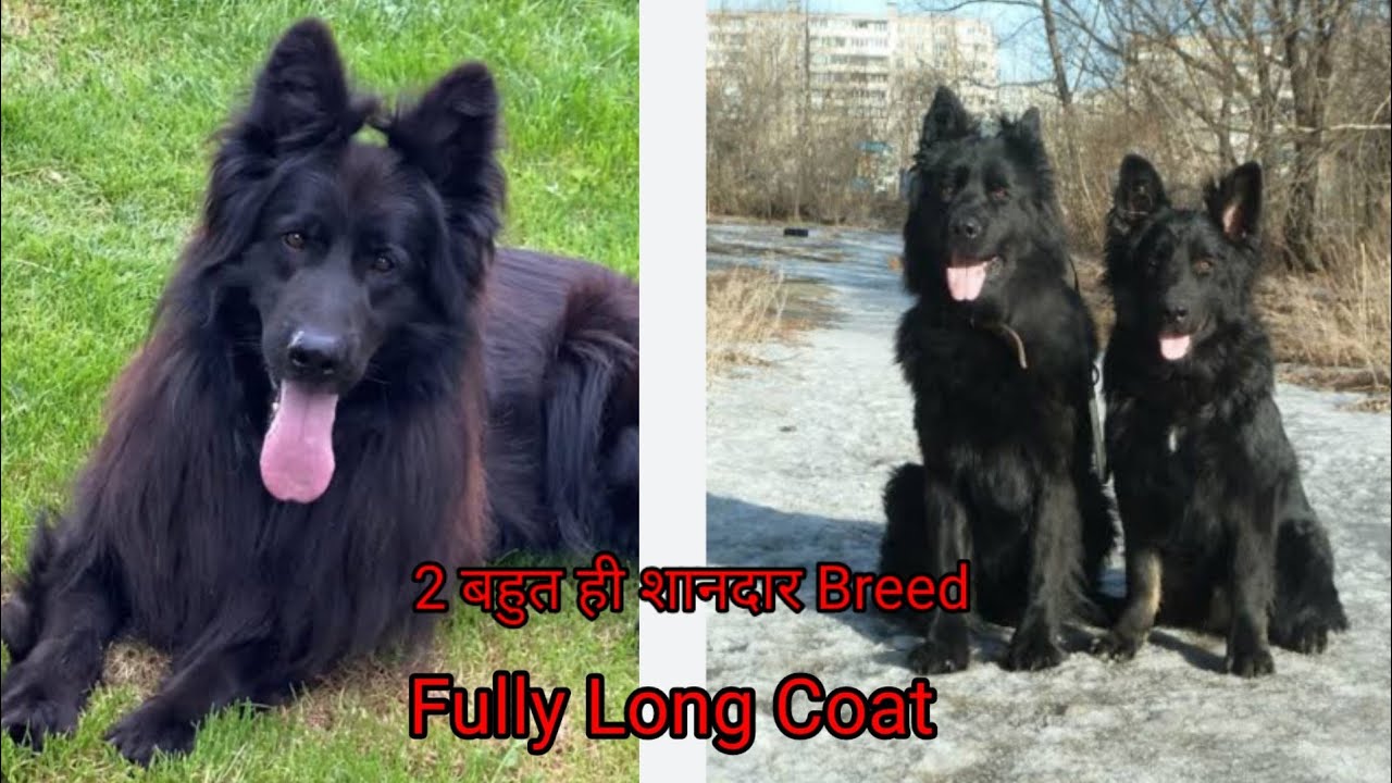 Long coat German shepherd puppy And toy Breed shitzu for sale ll long ...