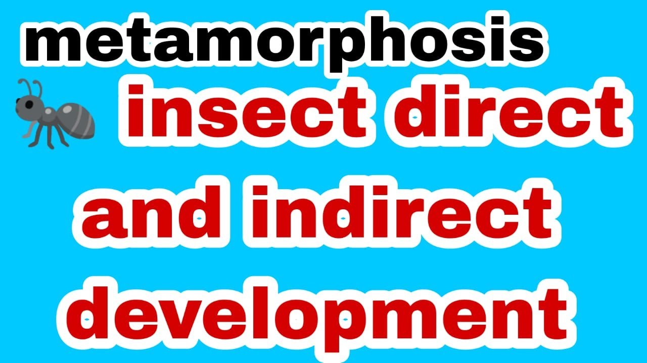 🐜direct and indirect development in insects #latestvideo #viralvideo # ...