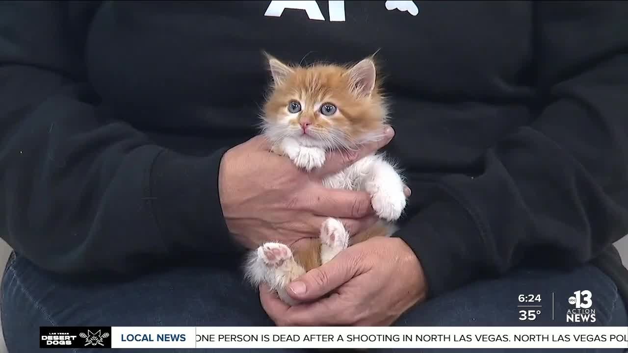 Pet of the week: Jimmy Choo - YouTube