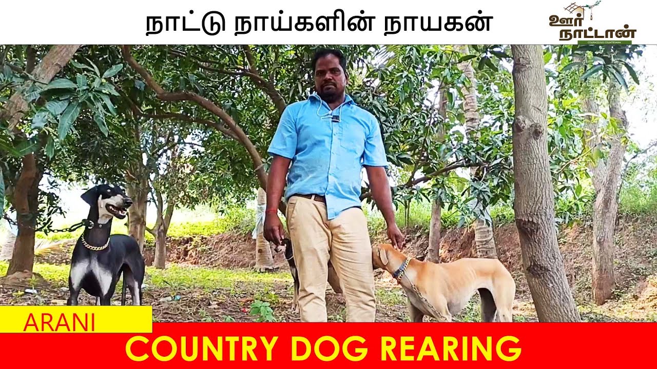 நாட்டு நாய் வளர்ப்பு முறை | COUNTRY DOG REARING | OOR NAATTAN - YouTube