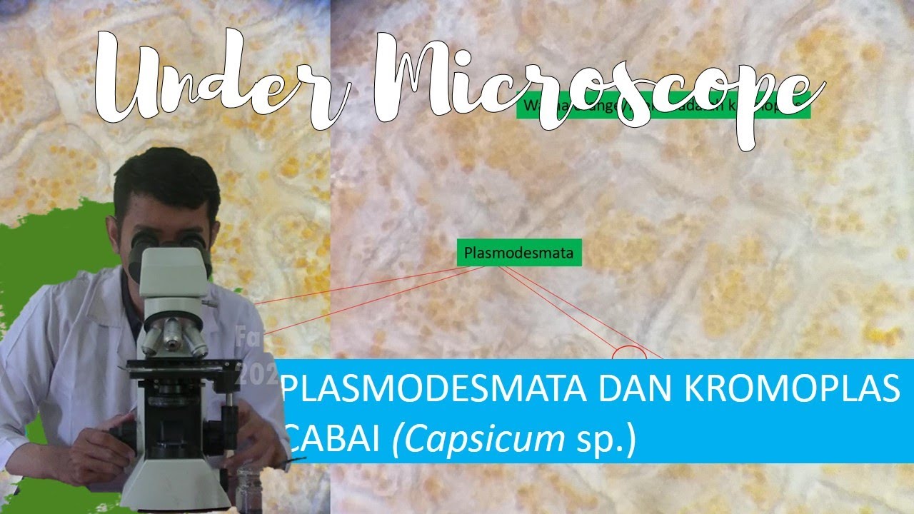 Under Microscope! Plasmodesmata dan Kromoplas Cabai (Capsicum sp ...
