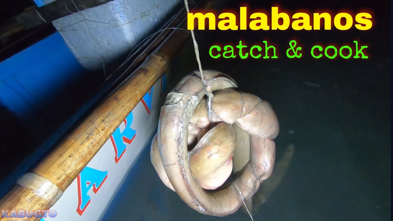vlog297- Malabanos catching sa gabi | catch & cook Part 1 - YouTube