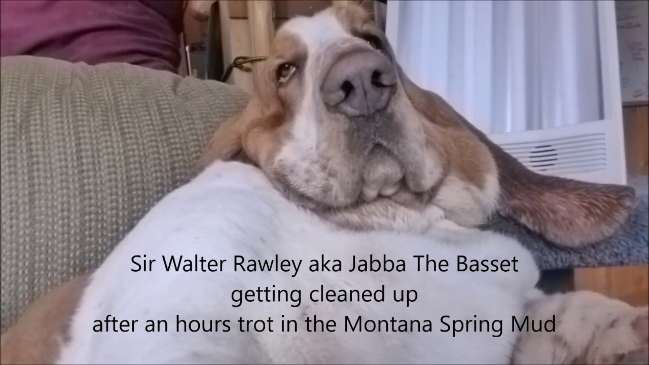 Jabba the Basset - YouTube