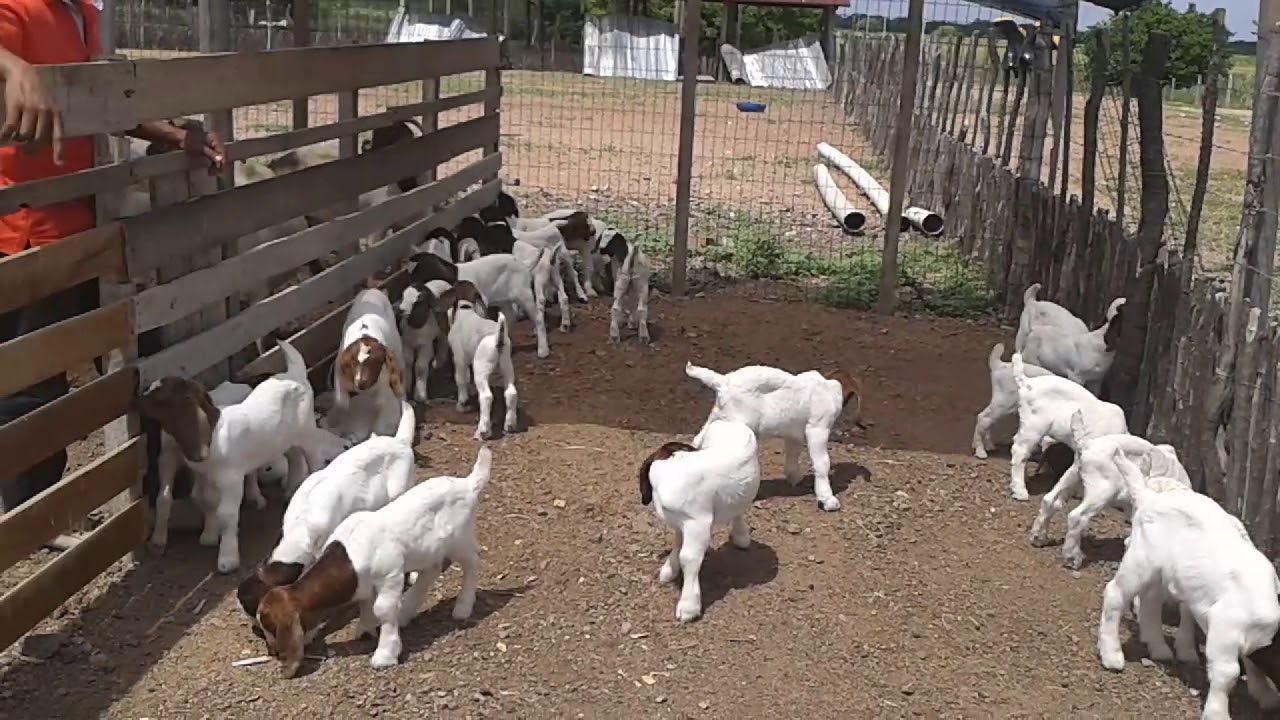 Cabritos Boer Agro Curaçá - YouTube