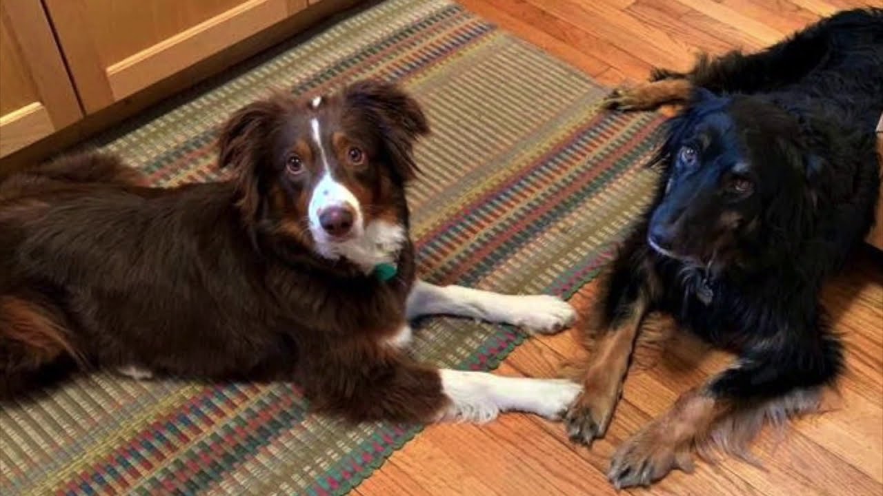 Volunteering for ARPH - YouTube