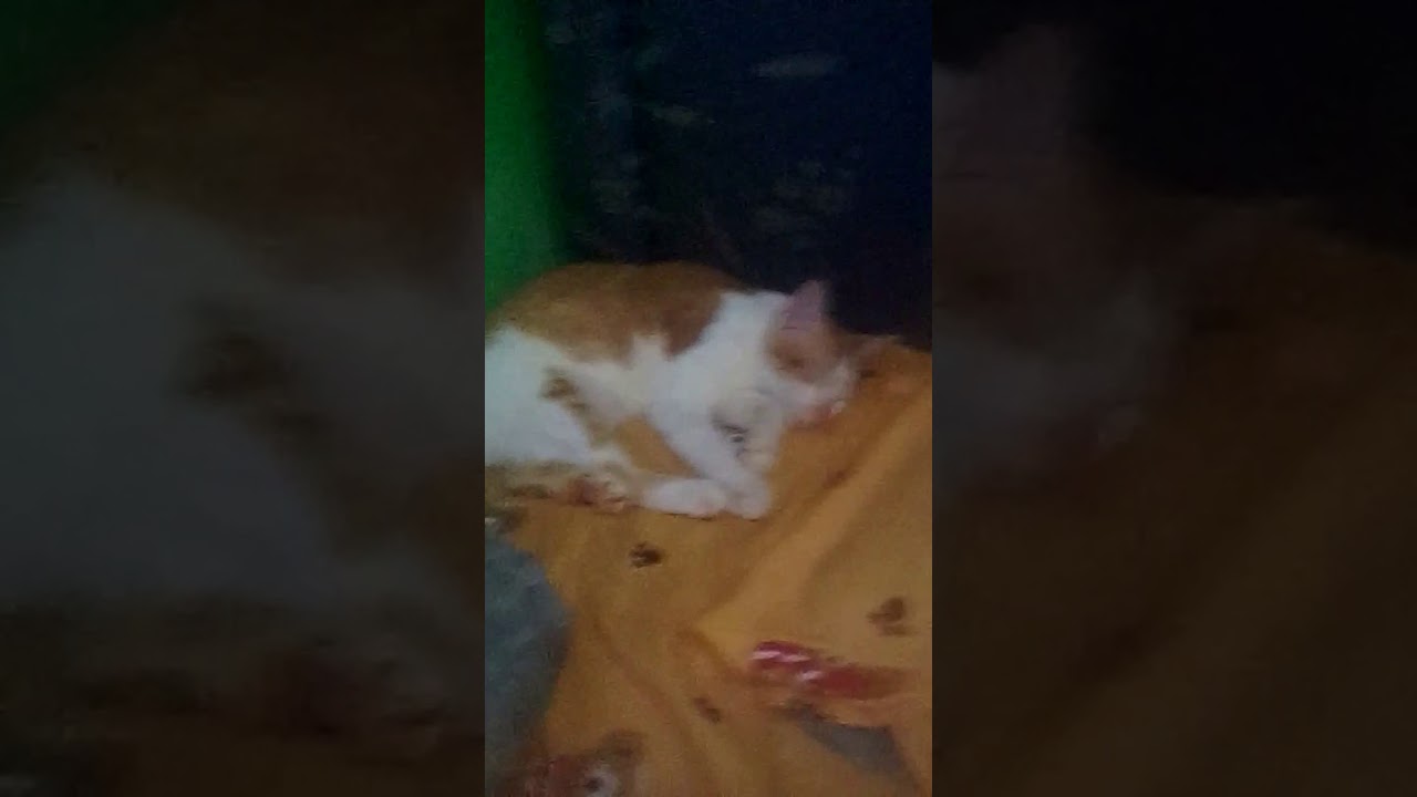 Kucing tidur - YouTube