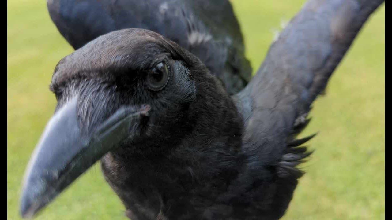 Baby Crow And German Shepherd Dogs Evening Walk And Fly - YouTube