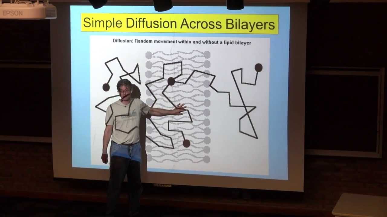 Simple Diffusion Across Lipid Bilayers - YouTube