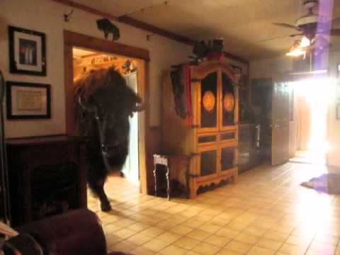 buffalo pees in house