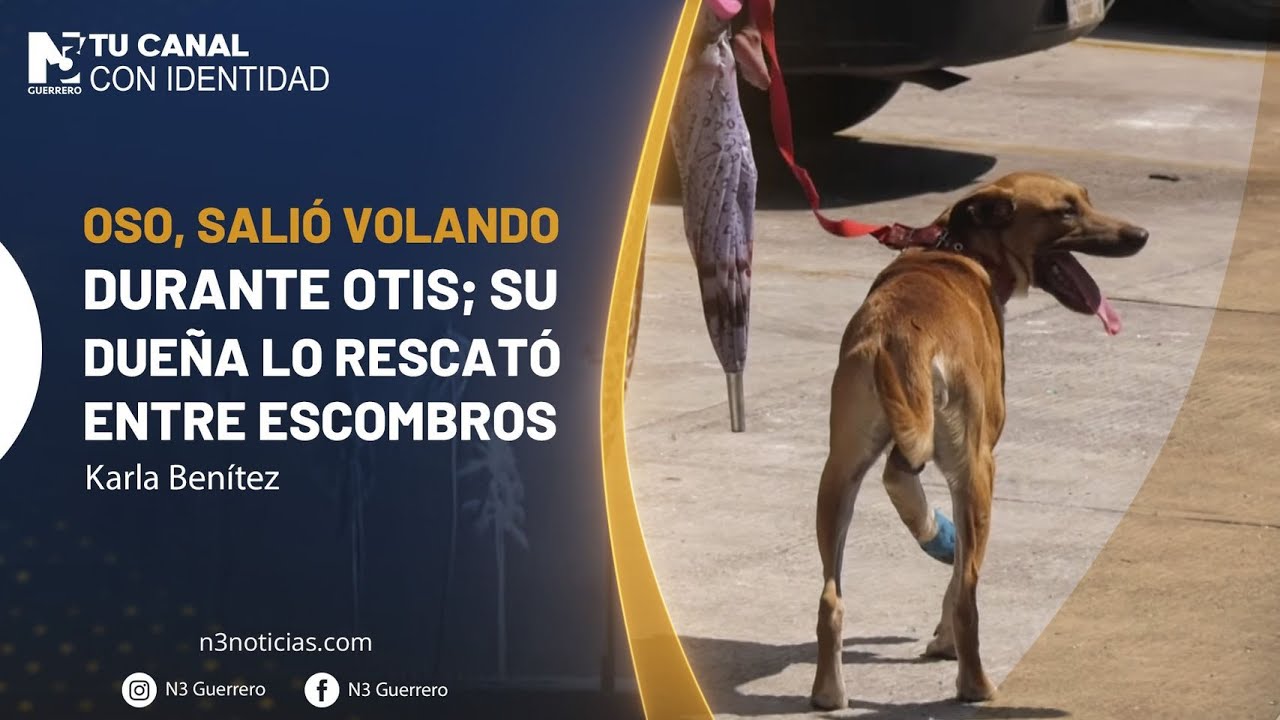 Oso, salió volando durante Otis; su dueña lo rescató entre escombros ...