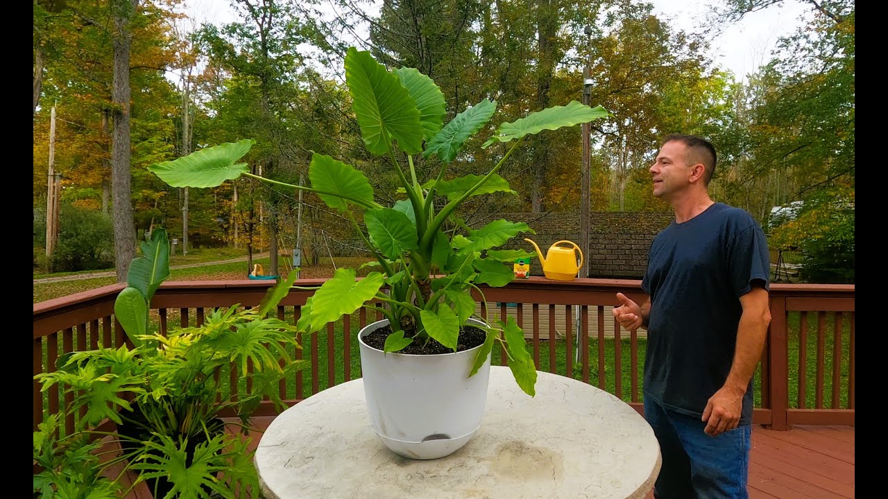 MASTER GROWER - Pro tips - YouTube