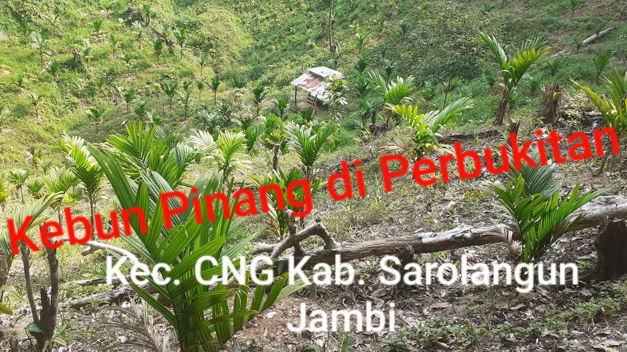 KEBUN PINANG DI DAERAH PERBUKITAN - YouTube
