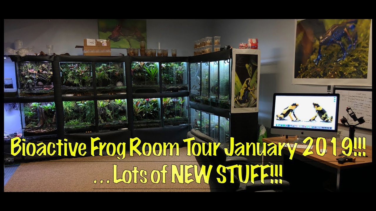 BIOACTIVE Frog Room Tour Jan 2019!! - YouTube
