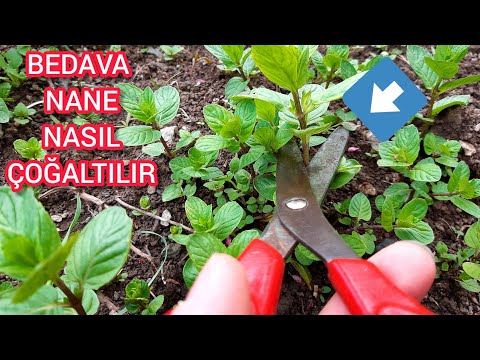 En Kolay Nane Köklendirme Yöntemi 🌿 Naneyi Böyle Kesip Dikerek Sonsuza Kadar Yetiştirebilirsiniz  🌱🍀