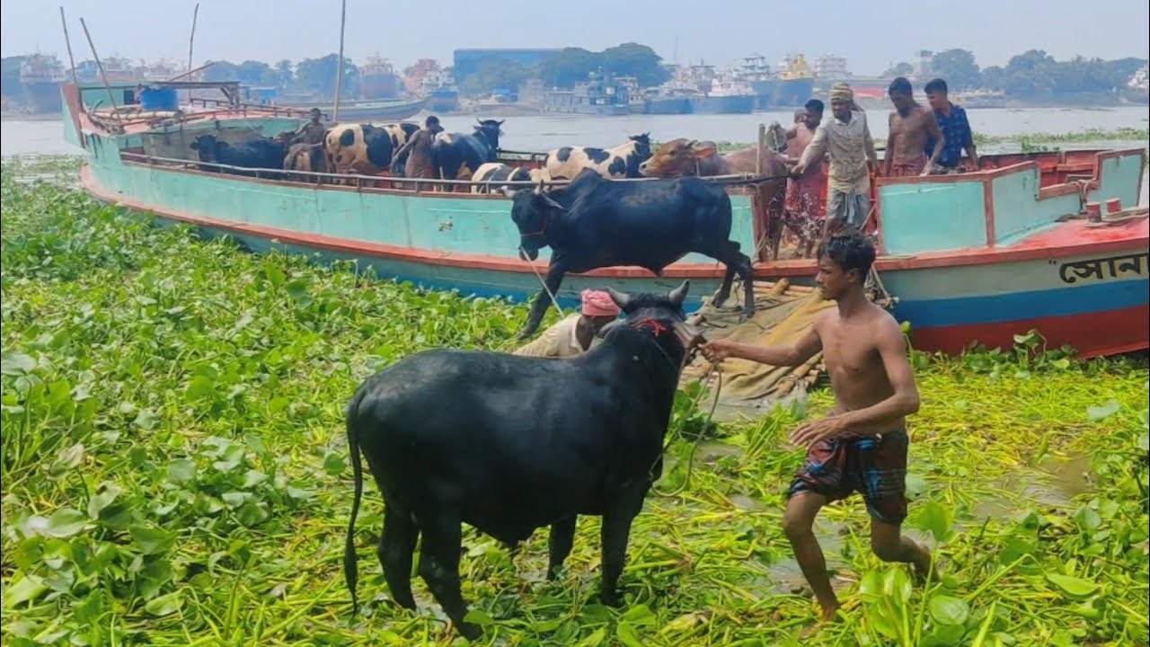 Ep-166,Cow Unloading,Big Cow,big bull,big cattle,Cow Videos,Cow Video ...