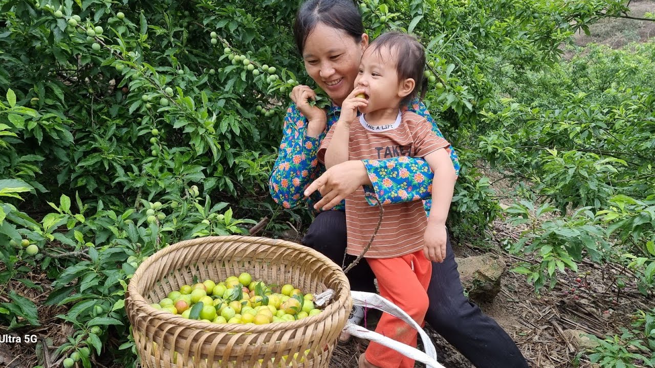 The life of a mother and her daughter - Harvesting plums in the ...