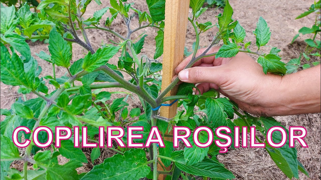 COPILIREA ROŞIILOR este esenţială în dezvoltarea plantelor! - YouTube
