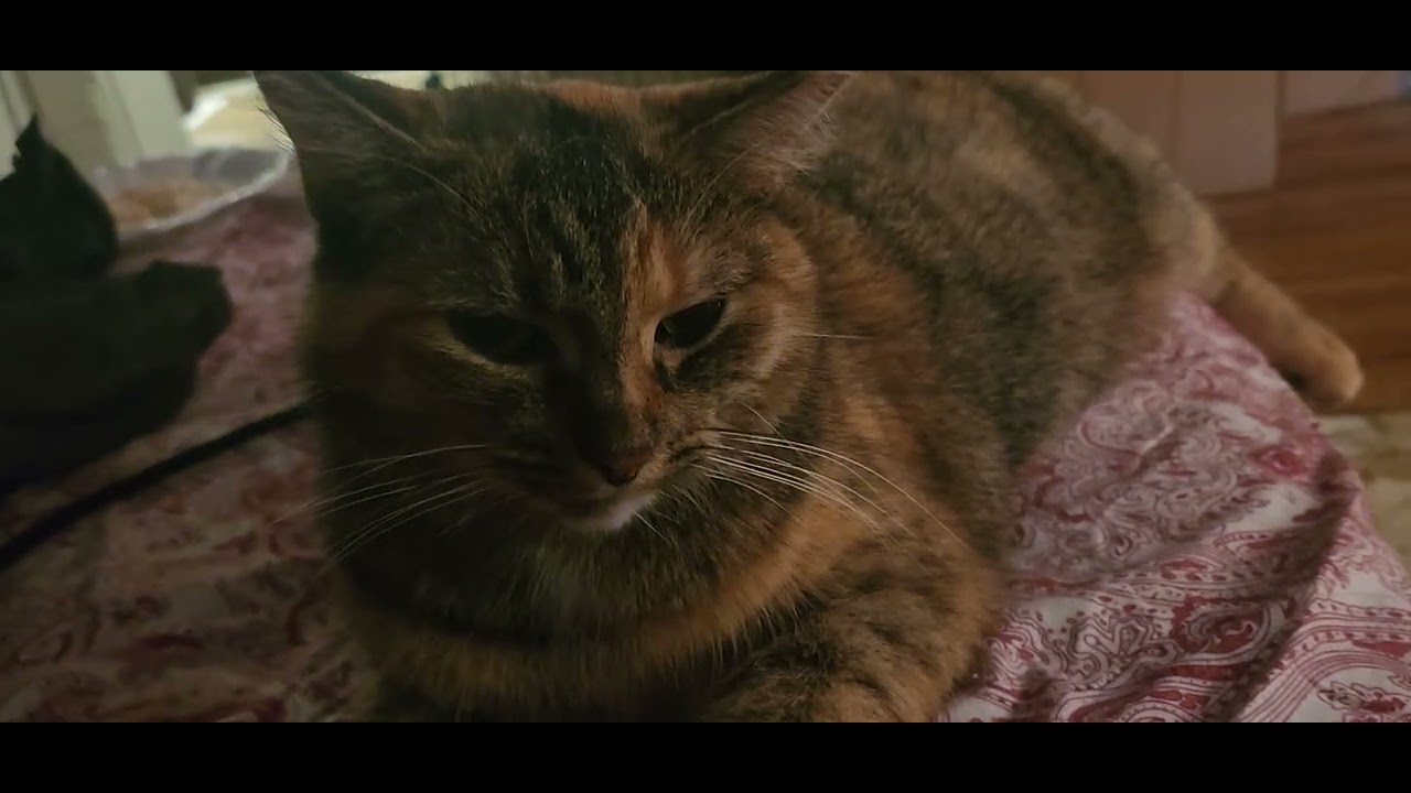 Led Zep Cat Jam with Bobbie Girl - YouTube