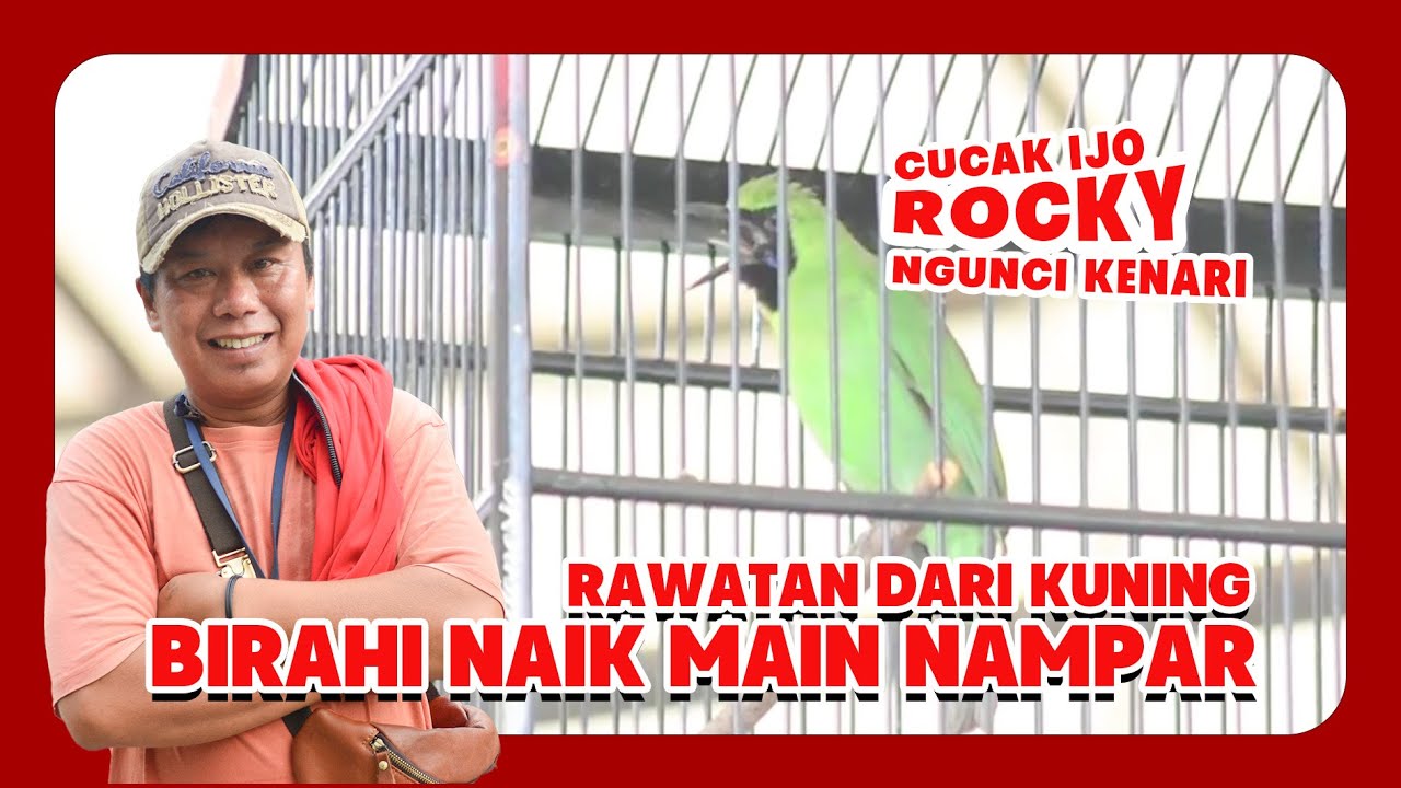 [CI ROCKY] Cucak Ijo Naik Birahi Cucak ijo birahi cak ijo main nakal ...