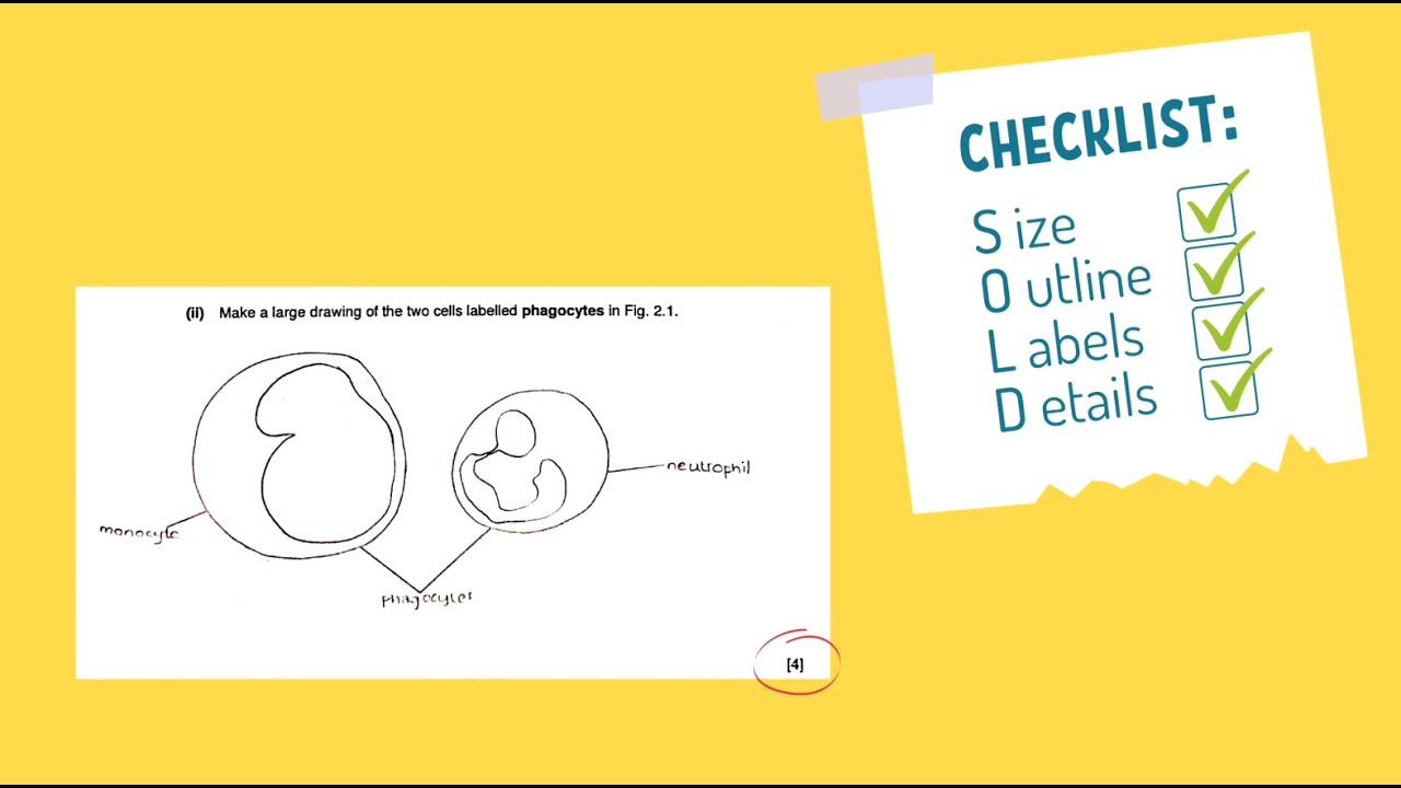 Biology Drawings 101| IGCSE| A-LEVELS| BIOLOGY 0610 and 9700 - YouTube