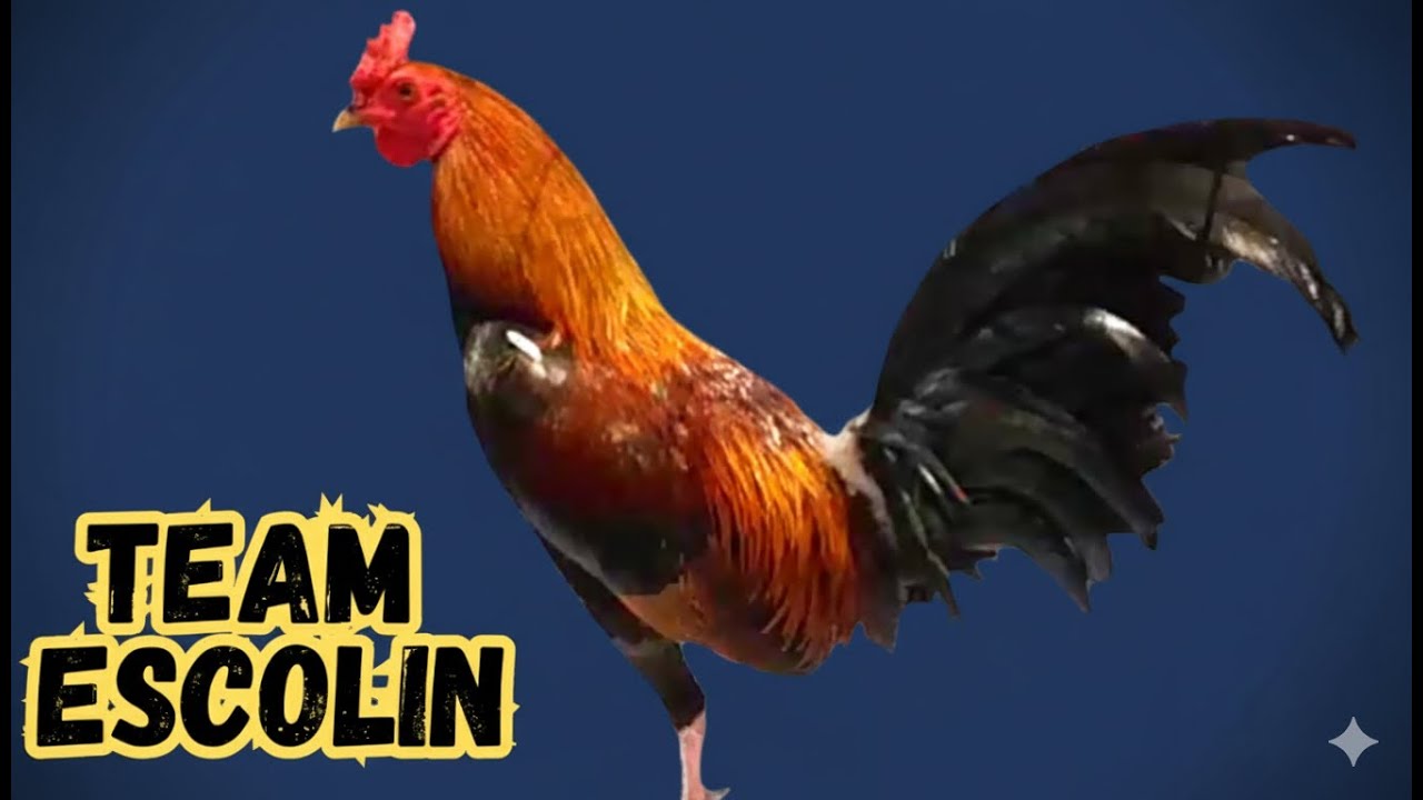 Team Escolin | IGF Poultry Exhibition #manok #chicken - YouTube
