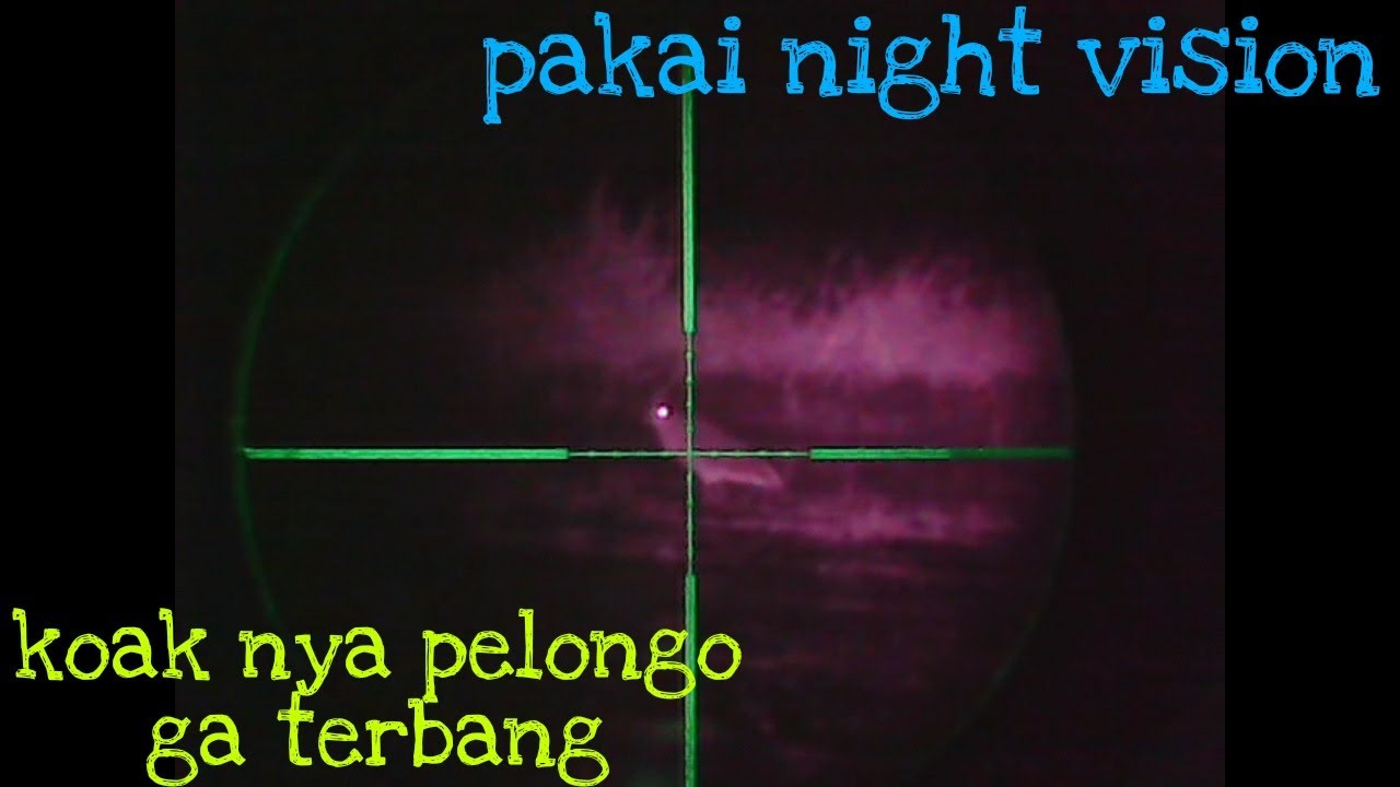 BERBURU BURUNG KOAK/GOAK BURUNG KOAK NYA PELONGO DENGAN NIGHT VISION ...