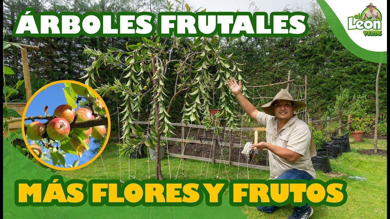 ACELERAR La FRUCTIFICACIÓN en ÁRBOLES FRUTALES🌳MÁS FRUTOS - YouTube
